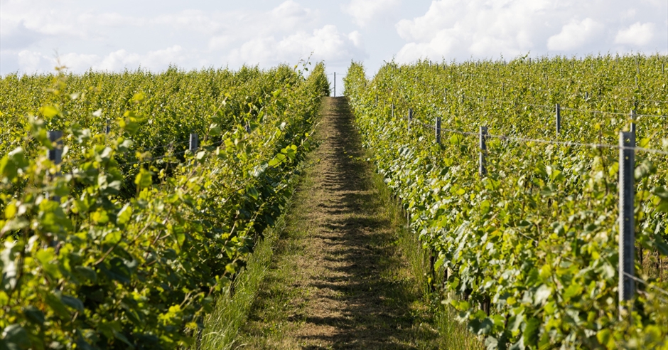 Minerva Wine Tours - Corston Vineyard Estate - Visit Bath