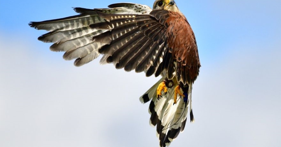 The Bird of Prey Project - Visit Bath