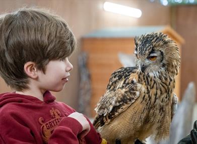 The Bird of Prey Project - Visit Bath